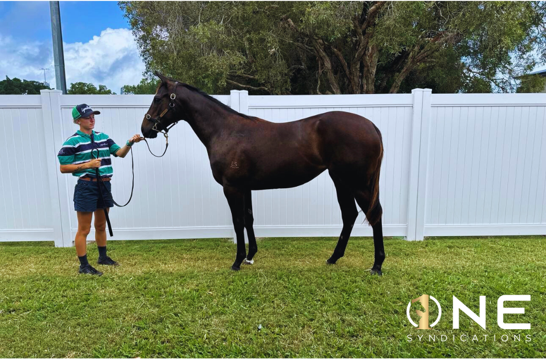 One Syndications - Better Than Ready X Princess Qualo Brown Filly