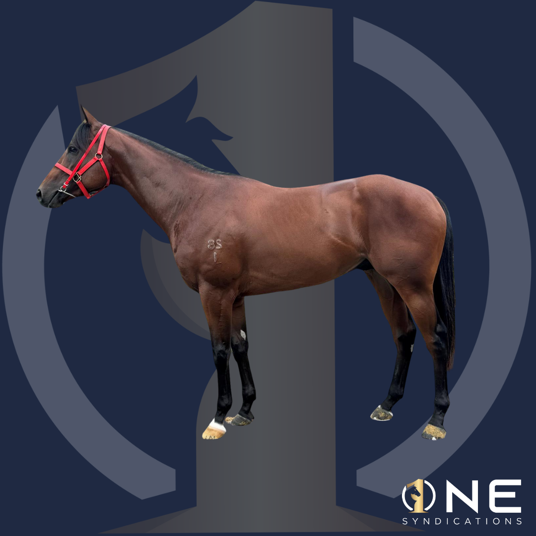 One Syndications - Provance